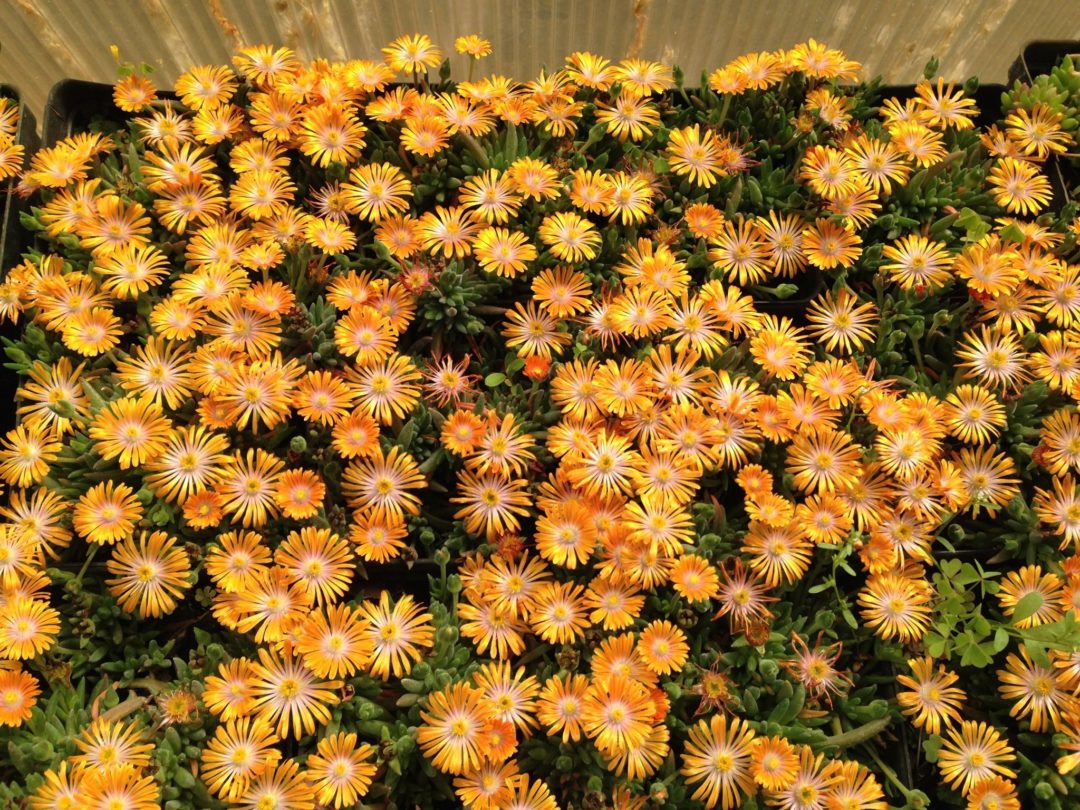 Delosperma ‘Orange Crush’ | Kiefer Nursery: Trees, Shrubs, Perennials