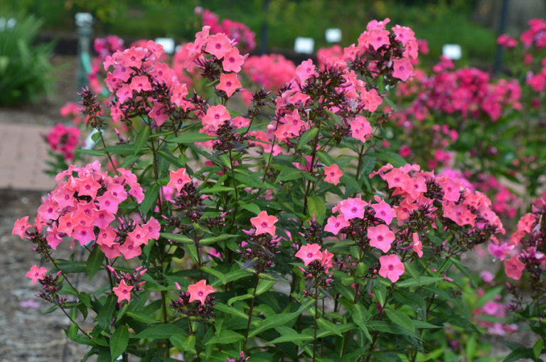 Phlox paniculata 'Coral Creme Drop' - Kiefer Nursery: Trees, Shrubs ...