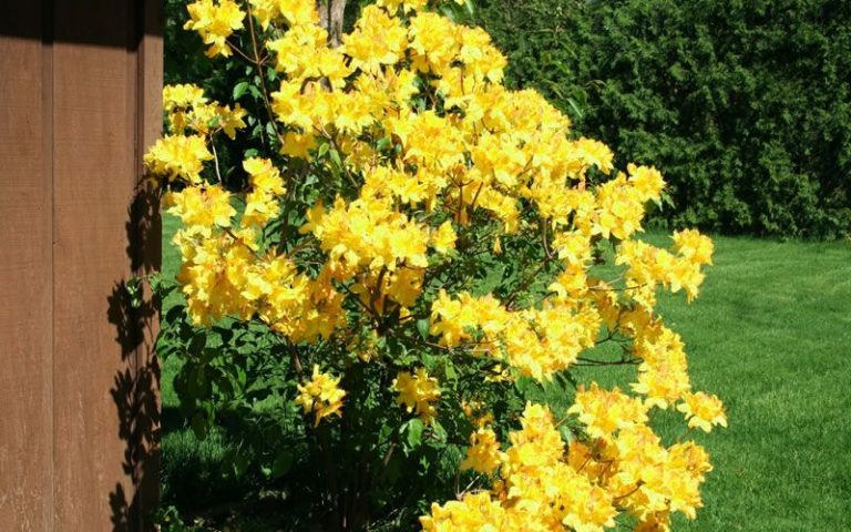 Azalea (Deciduous) Sunbow® Solar Flare™ - Kiefer Nursery: Trees, Shrubs ...
