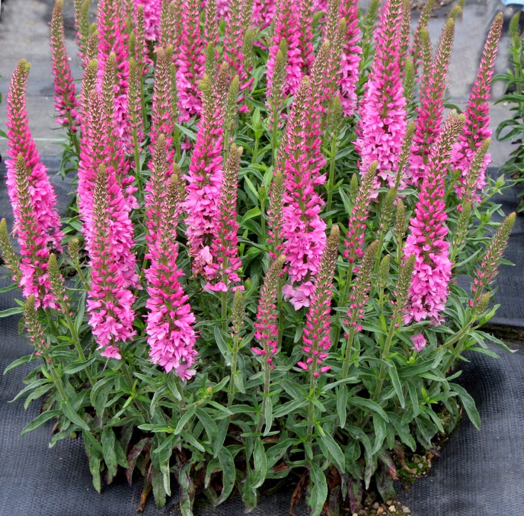Veronica 'Aspire' - Kiefer Nursery: Trees, Shrubs, Perennials