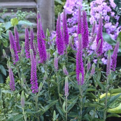 Veronica ‘Purpleicious’ | Kiefer Nursery: Trees, Shrubs, Perennials