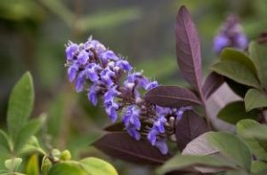 Vitex x 'Bailtextone' (Flipside®) - Kiefer Nursery: Trees, Shrubs ...