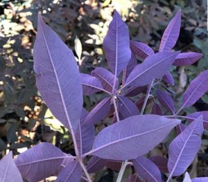 Vitex x 'Bailtextone' (Flipside®) - Kiefer Nursery: Trees, Shrubs ...