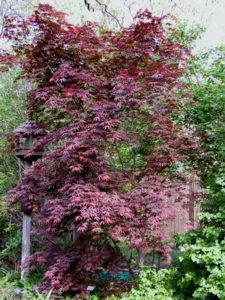 Acer palmatum 'Moonfire' - Kiefer Nursery: Trees, Shrubs, Perennials
