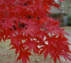 Acer palmatum 'Moonfire' - Kiefer Nursery: Trees, Shrubs, Perennials