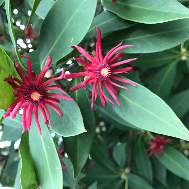 Illicium 'Woodland Ruby' - Kiefer Nursery: Trees, Shrubs, Perennials