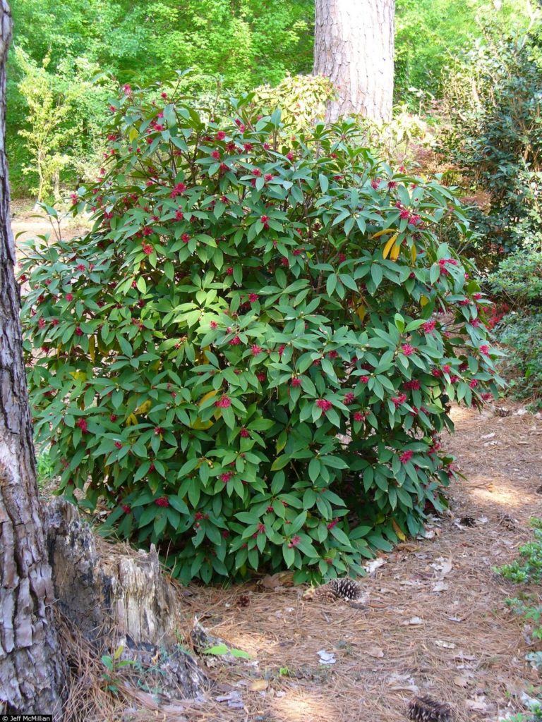 Illicium 'Woodland Ruby' - Kiefer Nursery: Trees, Shrubs, Perennials