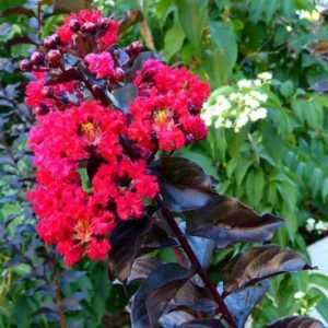 Lagerstroemia ‘Best Red’ | Kiefer Nursery: Trees, Shrubs, Perennials