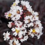 Lagerstroemia x 'PIILAG-IV' (Moonlight Magic™) - Kiefer Nursery: Trees ...