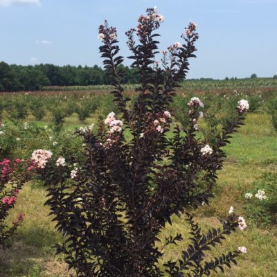 Lagerstroemia x 'PIILAG-IV' (Moonlight Magic™) - Kiefer Nursery: Trees ...