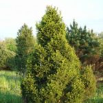 Picea abies 'Suncrest Pyramid' - Kiefer Nursery: Trees, Shrubs, Perennials