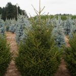 Picea orientalis 'Nigra Compacta' - Kiefer Nursery: Trees, Shrubs ...