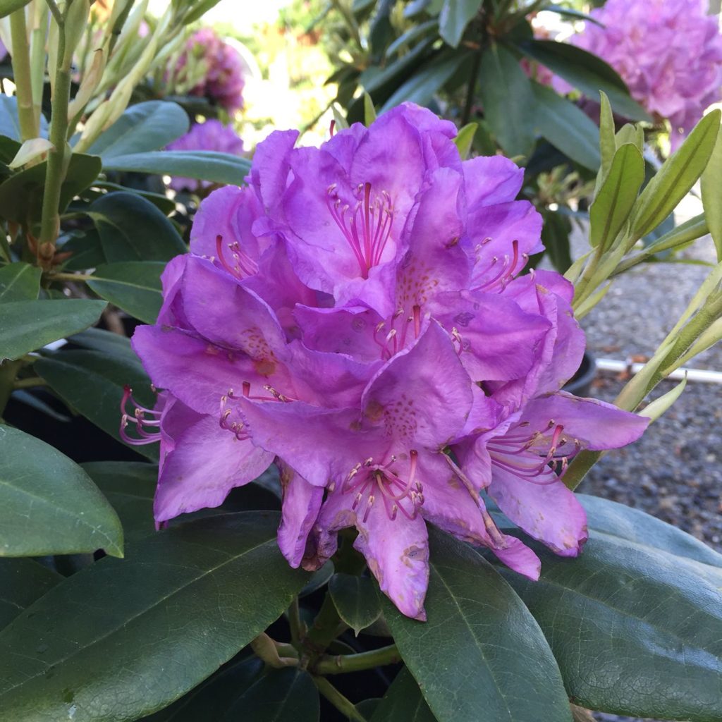 Rhododendron catawbiense ‘Boursalt’ | Kiefer Nursery: Trees, Shrubs ...