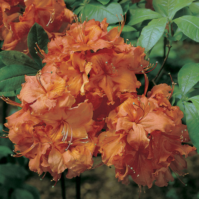 Azalea (deciduous) 'Gibraltar' - Kiefer Nursery: Trees, Shrubs, Perennials