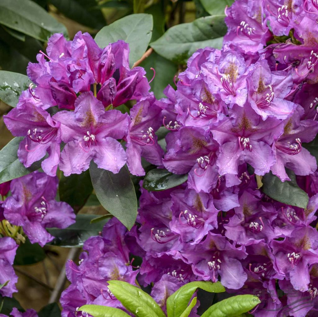 Rhododendron 'Lee's Dark Purple' - Kiefer Nursery: Trees, Shrubs ...