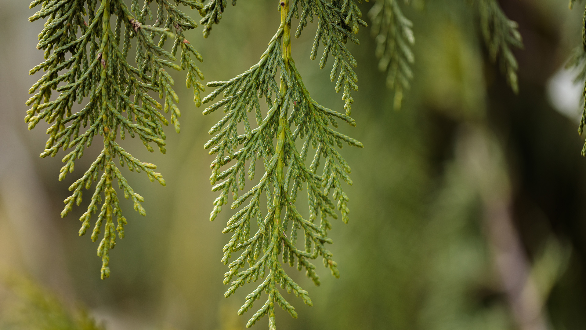 Sales & Events | Kiefer Nursery: Trees, Shrubs, Perennials