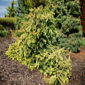 Trees | Kiefer Nursery: Trees, Shrubs, Perennials