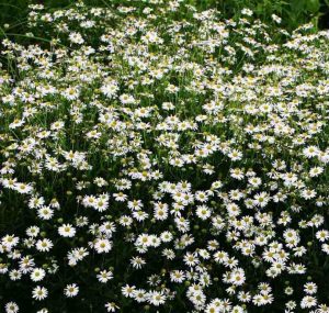 Kalimeris integrifolia 'Daisy Mae' - Kiefer Nursery: Trees, Shrubs ...