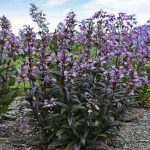 Penstemon 'Blackbeard' - Kiefer Nursery: Trees, Shrubs, Perennials