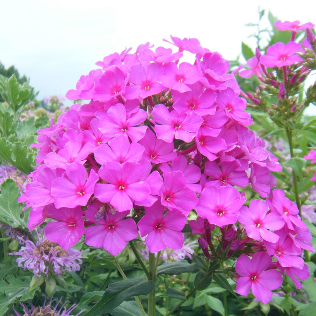 Phlox paniculata ‘Robert Poore’ | Kiefer Nursery: Trees, Shrubs, Perennials