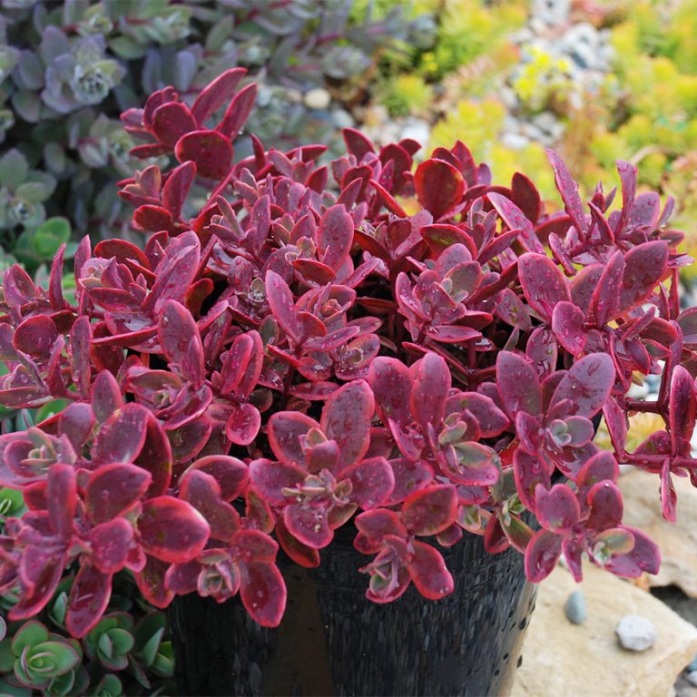 Sedum Sunsparkler® 'Wildfire' - Kiefer Nursery: Trees, Shrubs, Perennials