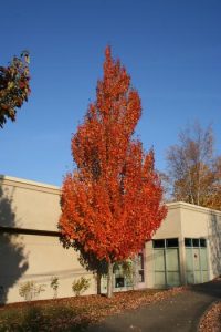 Acer rubrum 'Red Rocket' - Kiefer Nursery: Trees, Shrubs, Perennials