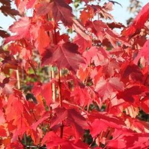 Acer rubrum ‘Somerset’ | Kiefer Nursery: Trees, Shrubs, Perennials