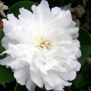 Shrubs | Kiefer Nursery: Trees, Shrubs, Perennials