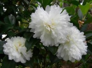 Camellia sasanqua ‘Green 99-016’ October Magic® Ivory™ | Kiefer Nursery ...