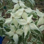 Cornus kousa 'Summer Fun' - Kiefer Nursery: Trees, Shrubs, Perennials