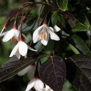 Styrax japonicus 'Evening Light' - Kiefer Nursery: Trees, Shrubs ...