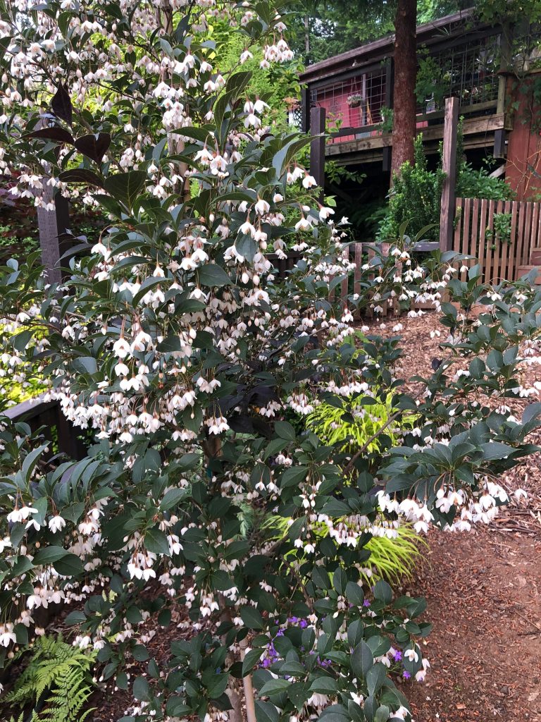 Styrax japonicus 'Evening Light' - Kiefer Nursery: Trees, Shrubs ...