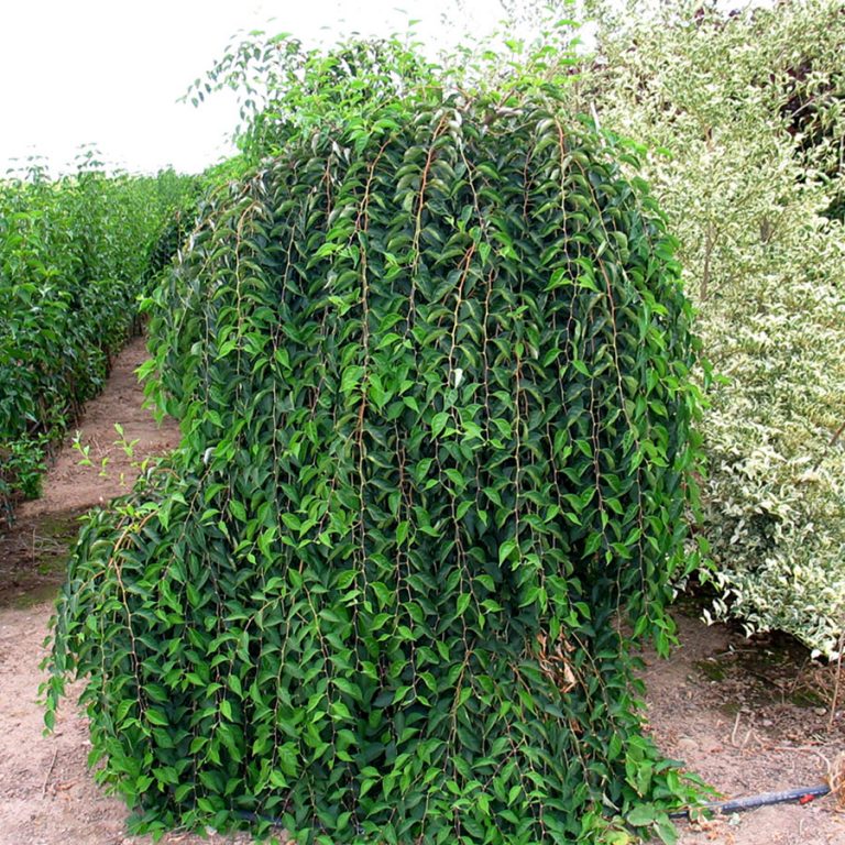 Styrax japonicus 'Fragrant Fountain' - Kiefer Nursery: Trees, Shrubs ...