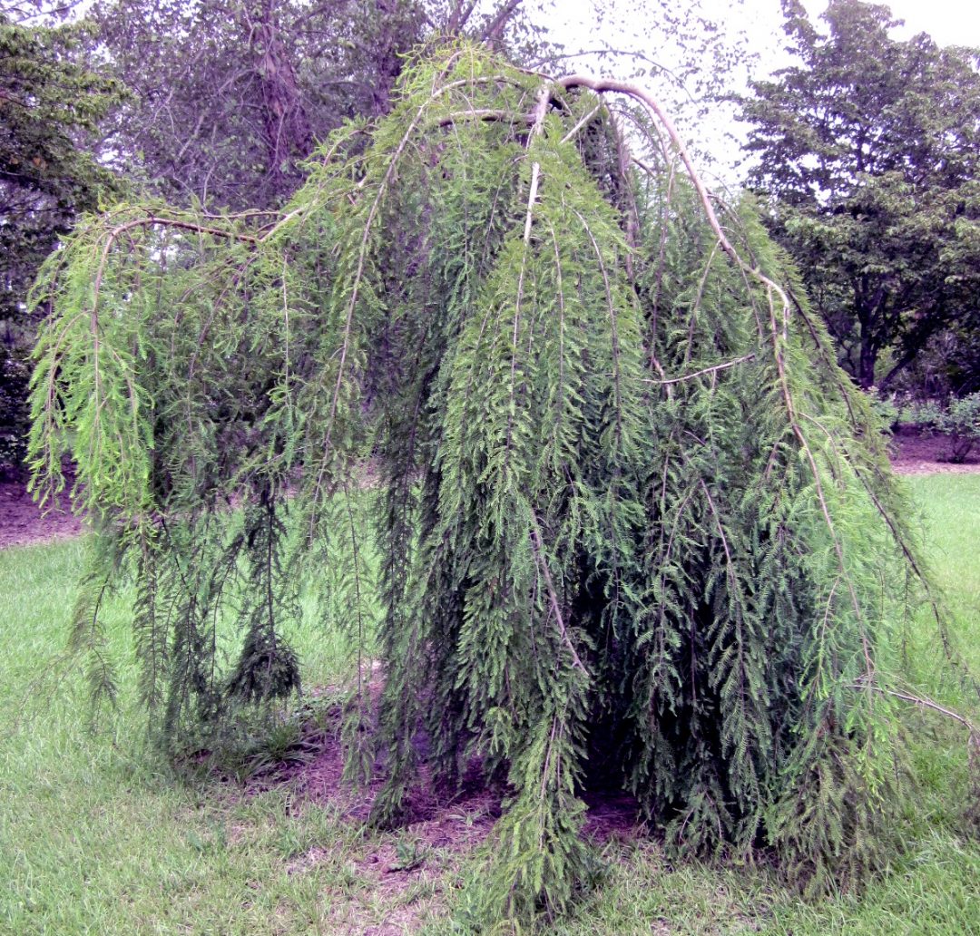 Taxodium distichum 'Falling Waters' - Kiefer Nursery: Trees, Shrubs ...