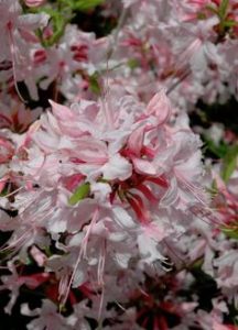 Azalea 'Spring Sensation' - Kiefer Nursery: Trees, Shrubs, Perennials