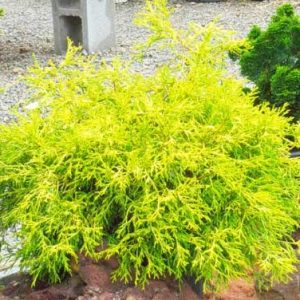 Chamaecyparis pisifera 'King's Gold' - Kiefer Nursery: Trees, Shrubs ...