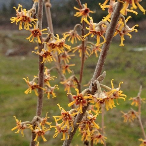 Hamamelis vernalis - Kiefer Nursery: Trees, Shrubs, Perennials