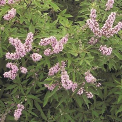 Vitex agnus-castus 'Pink Pinnacle' - Kiefer Nursery: Trees, Shrubs ...