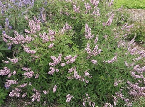Vitex agnus-castus 'Pink Pinnacle' - Kiefer Nursery: Trees, Shrubs ...