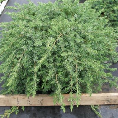 Juniperus conferta ‘Blue Pacific’ | Kiefer Nursery: Trees, Shrubs ...