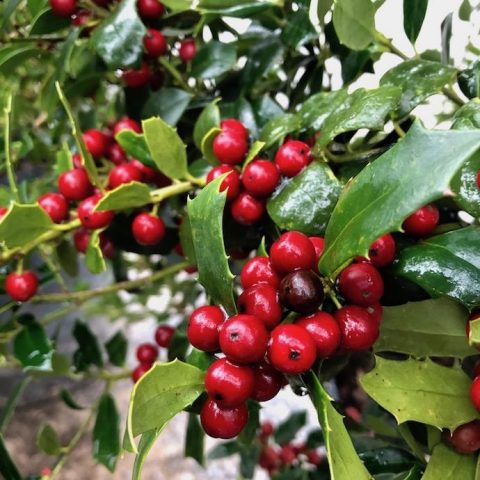 Ilex x '10-90' (Christmas Jewel) - Kiefer Nursery: Trees, Shrubs ...