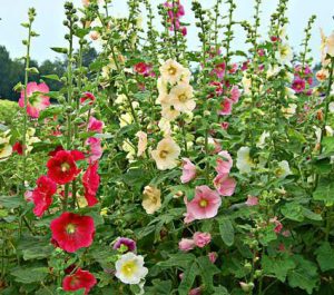 Alcea ficifolia | Kiefer Nursery: Trees, Shrubs, Perennials