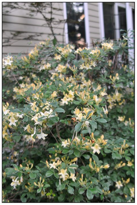 Azalea (deciduous) 'Weston's Lemon Drop' - Kiefer Nursery: Trees ...