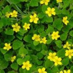 Chrysogonum virginianum 'Allen Bush' - Kiefer Nursery: Trees, Shrubs ...