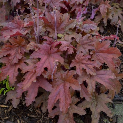 Heucherella Fun and Games® 'Red Rover' - Kiefer Nursery: Trees, Shrubs ...