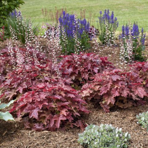 Heucherella Fun and Games® ‘Red Rover’ | Kiefer Nursery: Trees, Shrubs ...