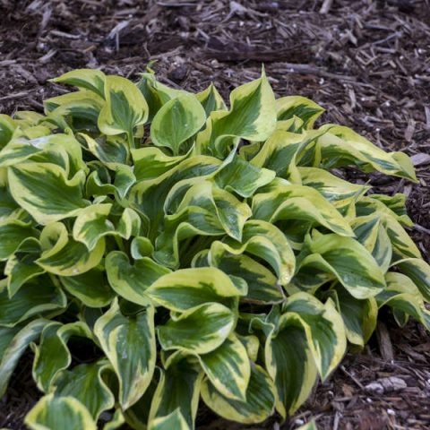 Hosta 'Wrinkle in Time' - Kiefer Nursery: Trees, Shrubs, Perennials
