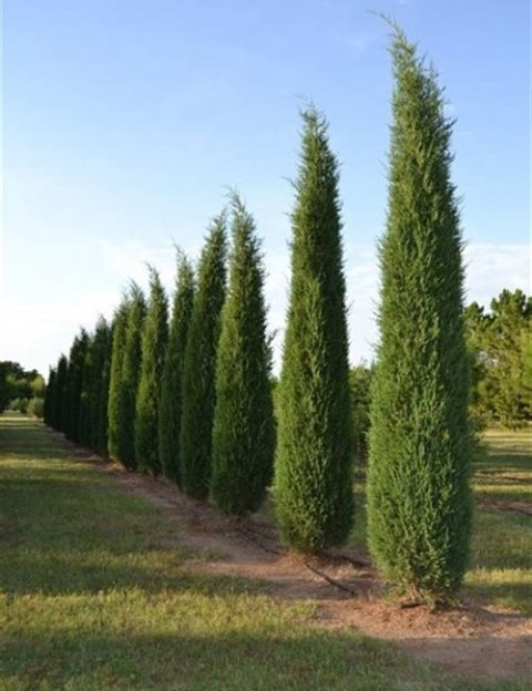 Juniperus virginiana 'Taylor' - Kiefer Nursery: Trees, Shrubs, Perennials