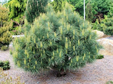 Pinus strobus 'Blue Shag' - Kiefer Nursery: Trees, Shrubs, Perennials