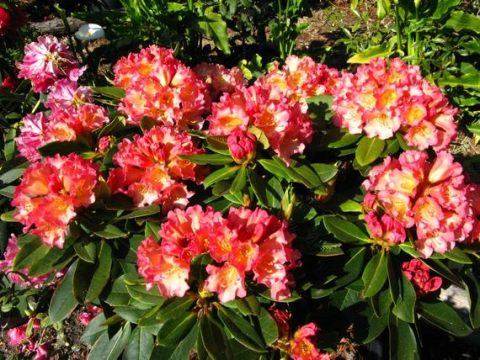 Rhododendron 'Unique Marmalade' - Kiefer Nursery: Trees, Shrubs, Perennials